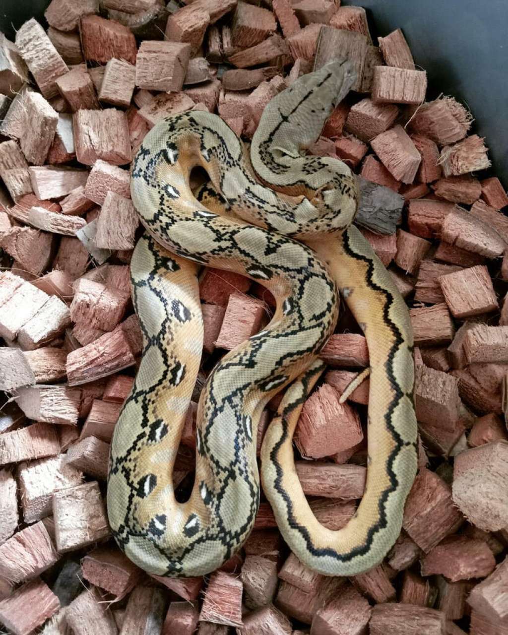 Retic platinum sunfire | Lapak Jual Beli Hewan Resmi Indonesia