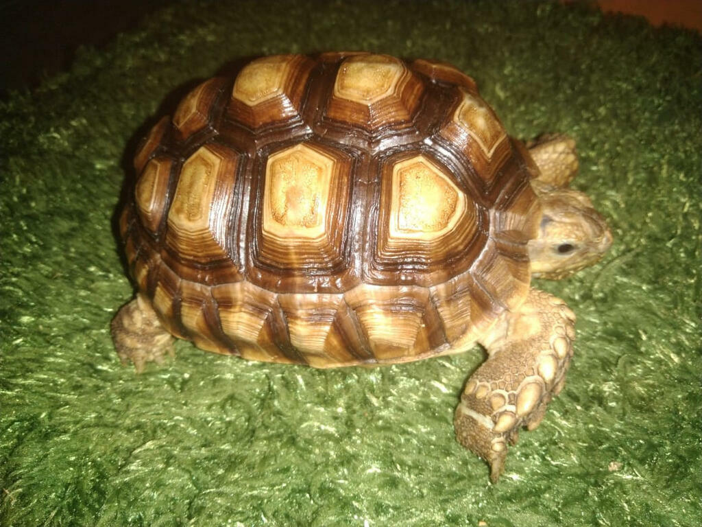 Sulcata Tortoise | Lapak Jual Beli Hewan Resmi Indonesia