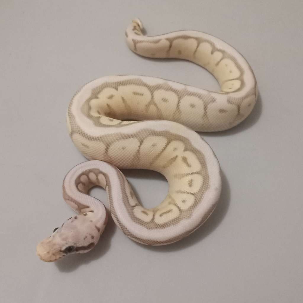 Killer Queen Bee Ball Python