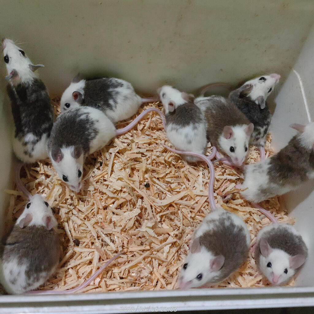 TIKUS ASF BETINA 8 EKOR JANTAN 2 EKOR | Lapak Jual Beli Hewan Resmi ...