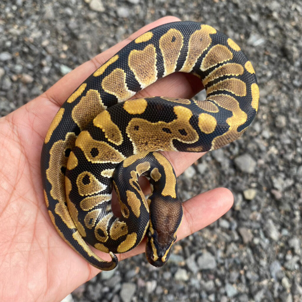 Ball Python Normal Male | Lapak Jual Beli Hewan Resmi Indonesia