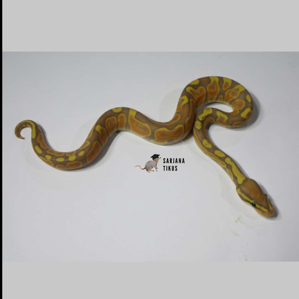 BANANA GHI ENCHI poss YB (male maker) | Lapak Jual Beli Hewan Resmi ...