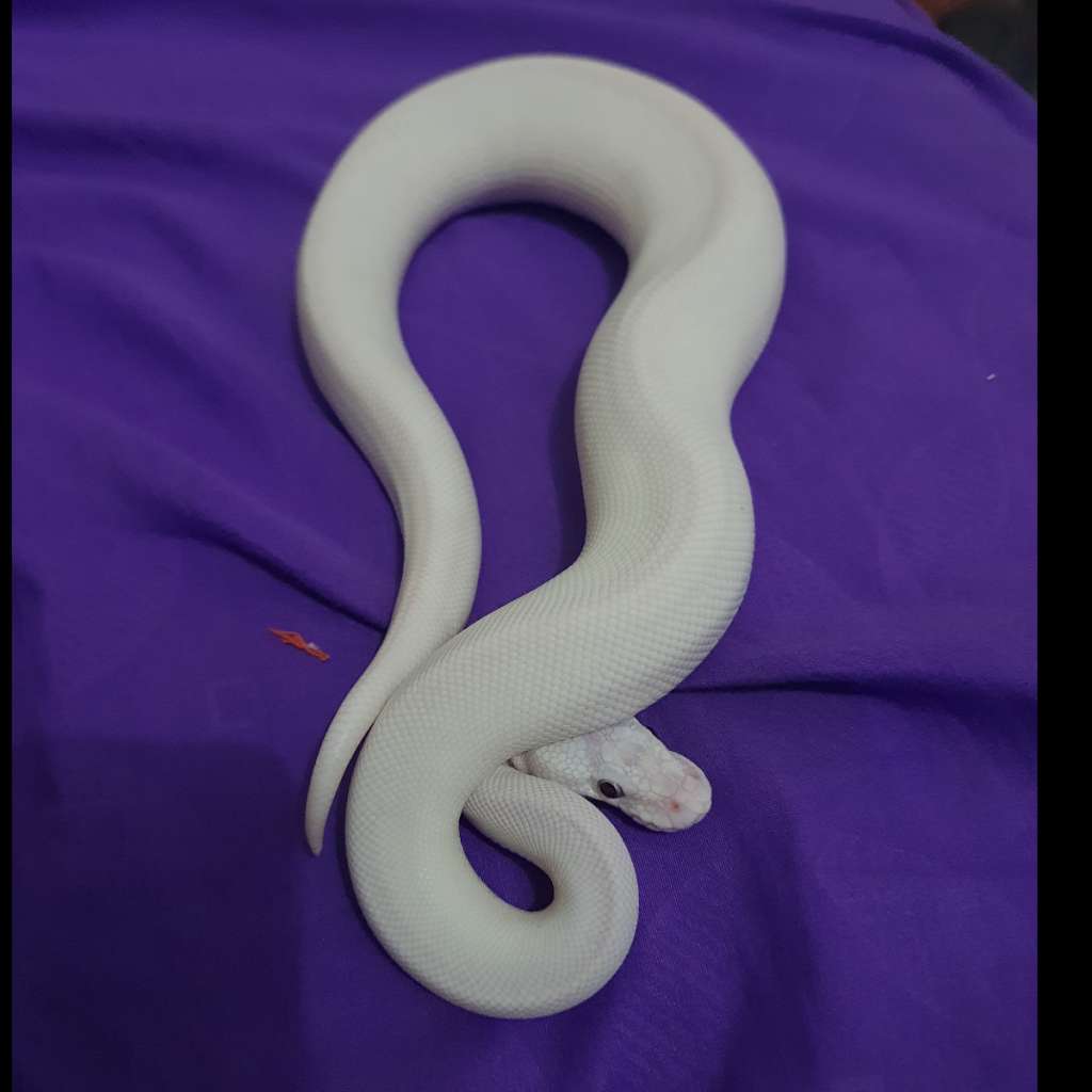 Ball Python BEL (Leucistic) | Lapak Jual Beli Hewan Resmi Indonesia
