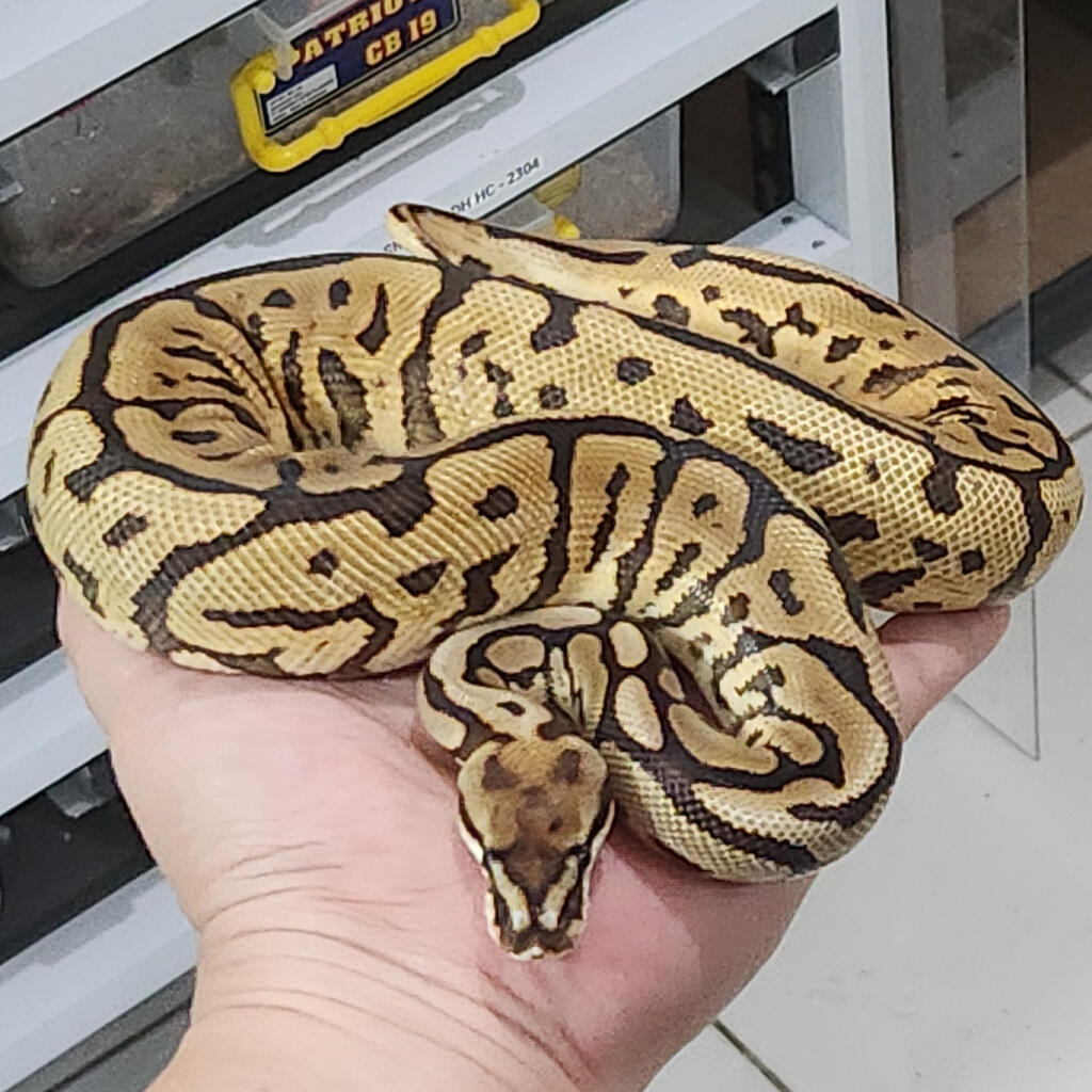 M Bpas Leo Spider (phantom) | Lapak Jual Beli Hewan Resmi Indonesia