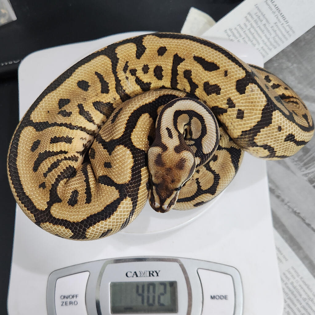 M Bpas Leo Spider (phantom) | Lapak Jual Beli Hewan Resmi Indonesia