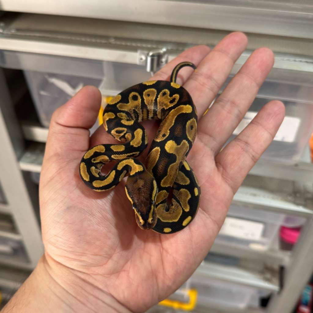 ASPHALT / YB HET PIED FEMALE | Lapak Jual Beli Hewan Resmi Indonesia