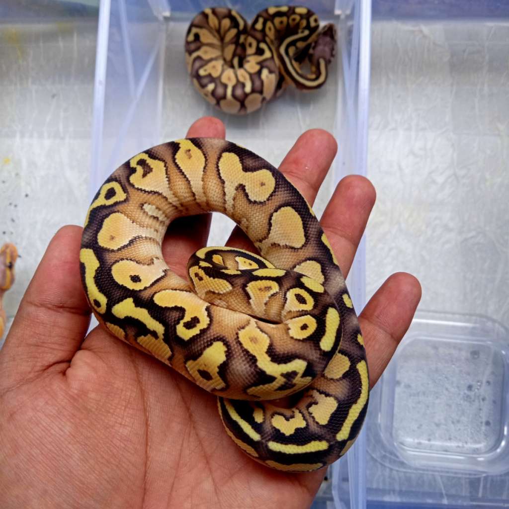Lesser Pastel Yellow Belly | Lapak Jual Beli Hewan Resmi Indonesia