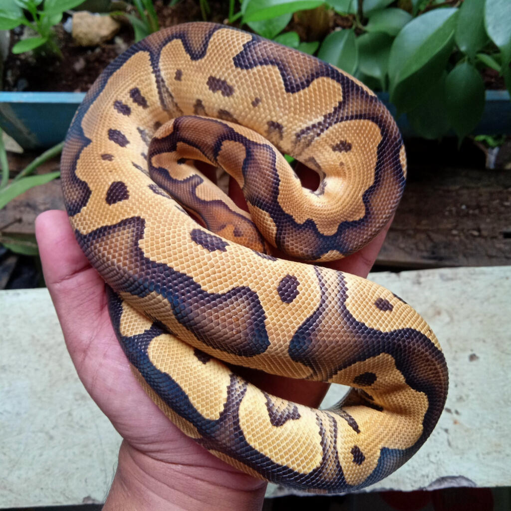 Yellow Belly Clown | Lapak Jual Beli Hewan Resmi Indonesia