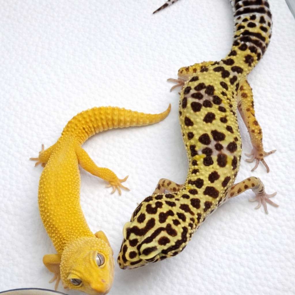 Gecko 1 Pasang | Lapak Jual Beli Hewan Resmi Indonesia