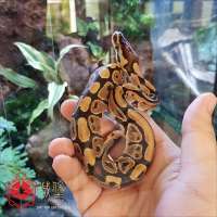 Home Lapak Jual Beli Hewan Resmi Indonesia