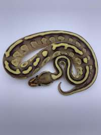 Home Lapak Jual Beli Hewan Resmi Indonesia