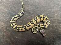 Home Lapak Jual Beli Hewan Resmi Indonesia