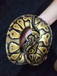 Home Lapak Jual Beli Hewan Resmi Indonesia