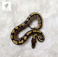 Home Lapak Jual Beli Hewan Resmi Indonesia