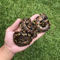 Home Lapak Jual Beli Hewan Resmi Indonesia