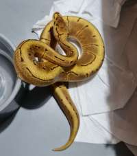 Home Lapak Jual Beli Hewan Resmi Indonesia