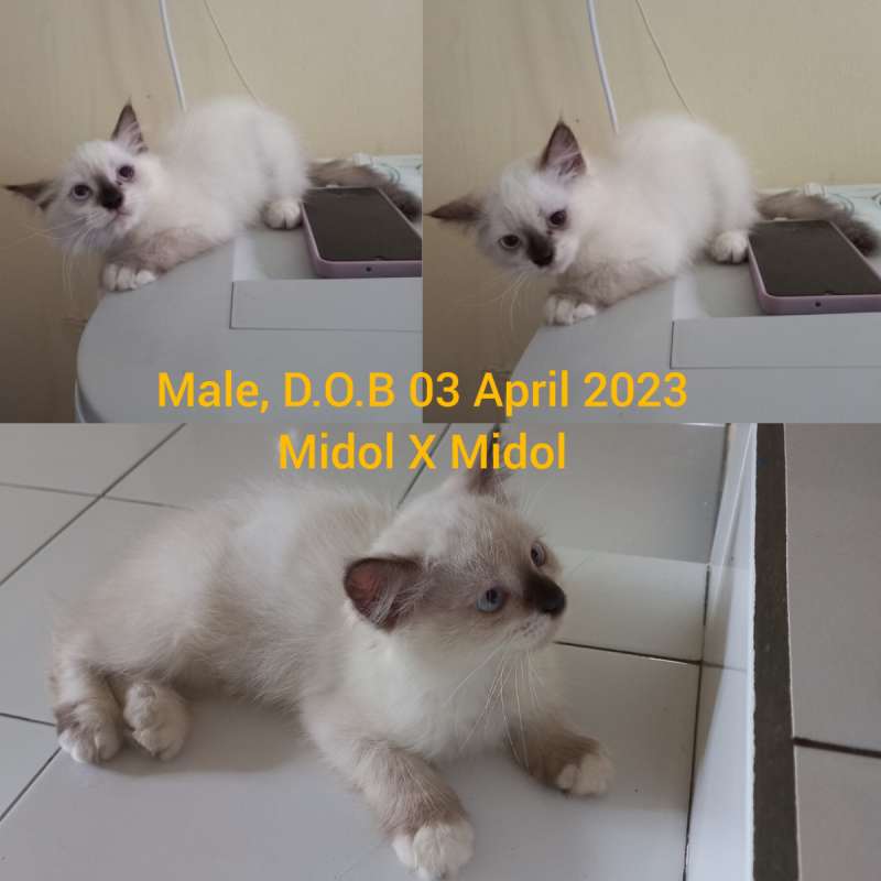 Lapak Jual Beli Hewan Resmi Indonesia