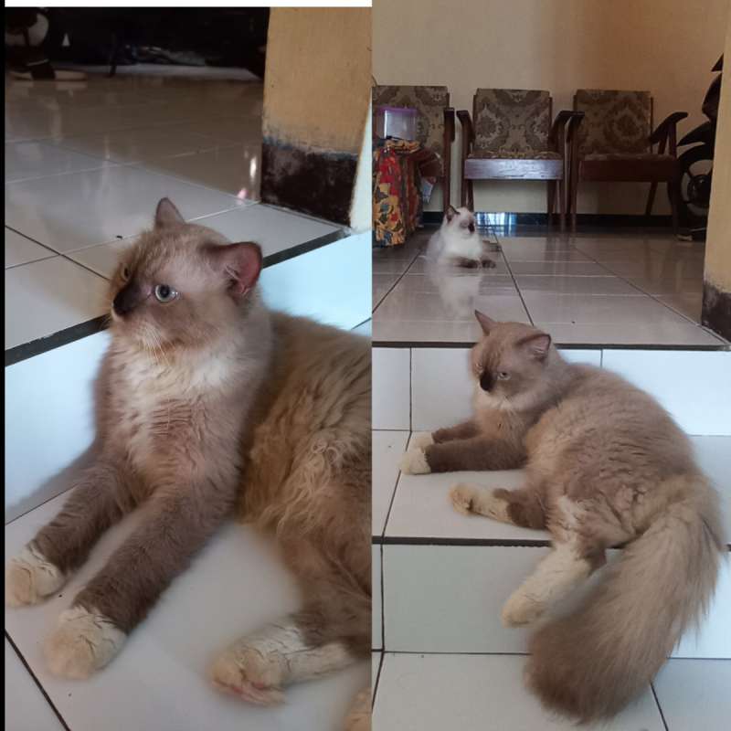 Lapak Jual Beli Hewan Resmi Indonesia