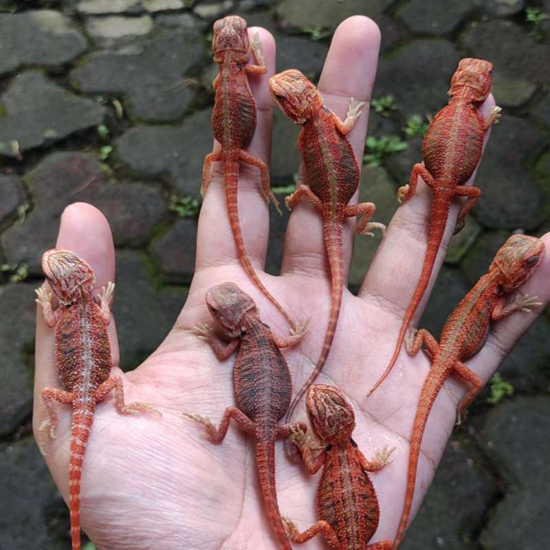 Home | Lapak Jual Beli Hewan Resmi Indonesia