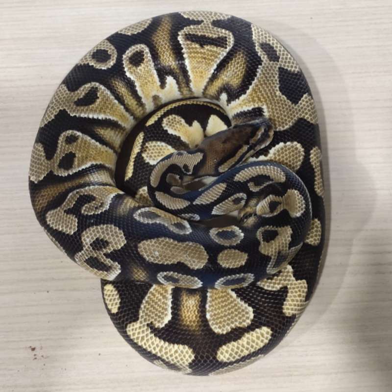 Home | Lapak Jual Beli Hewan Resmi Indonesia