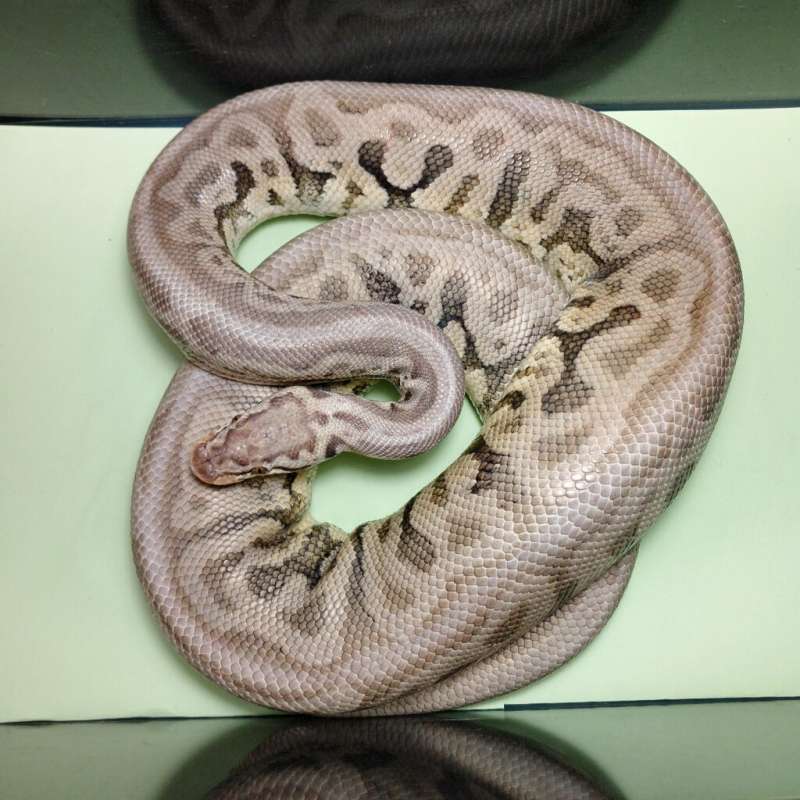 Home | Lapak Jual Beli Hewan Resmi Indonesia