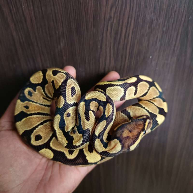 Home | Lapak Jual Beli Hewan Resmi Indonesia