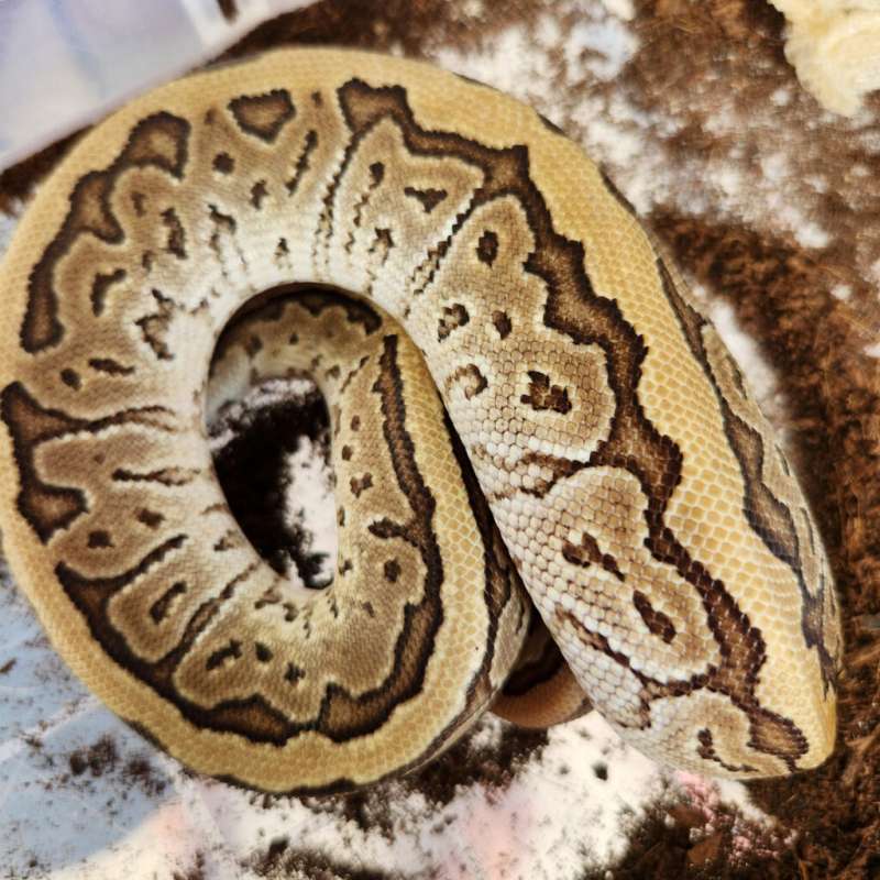 Home | Lapak Jual Beli Hewan Resmi Indonesia