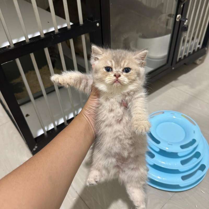 Lapak Jual Beli Hewan Resmi Indonesia