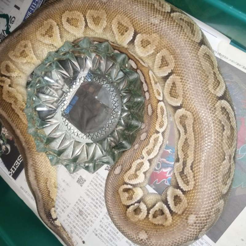 Home | Lapak Jual Beli Hewan Resmi Indonesia