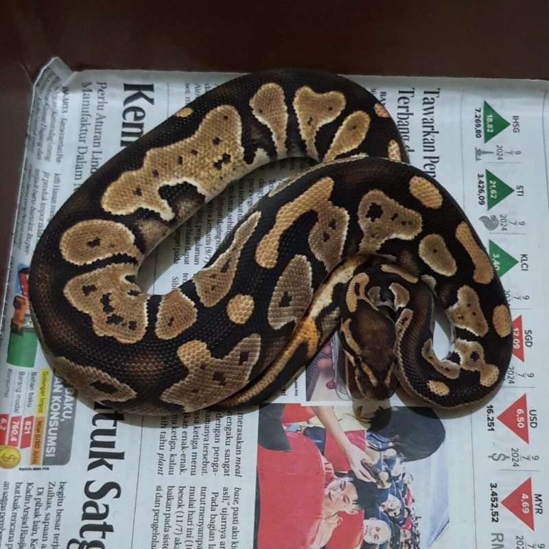 Home | Lapak Jual Beli Hewan Resmi Indonesia