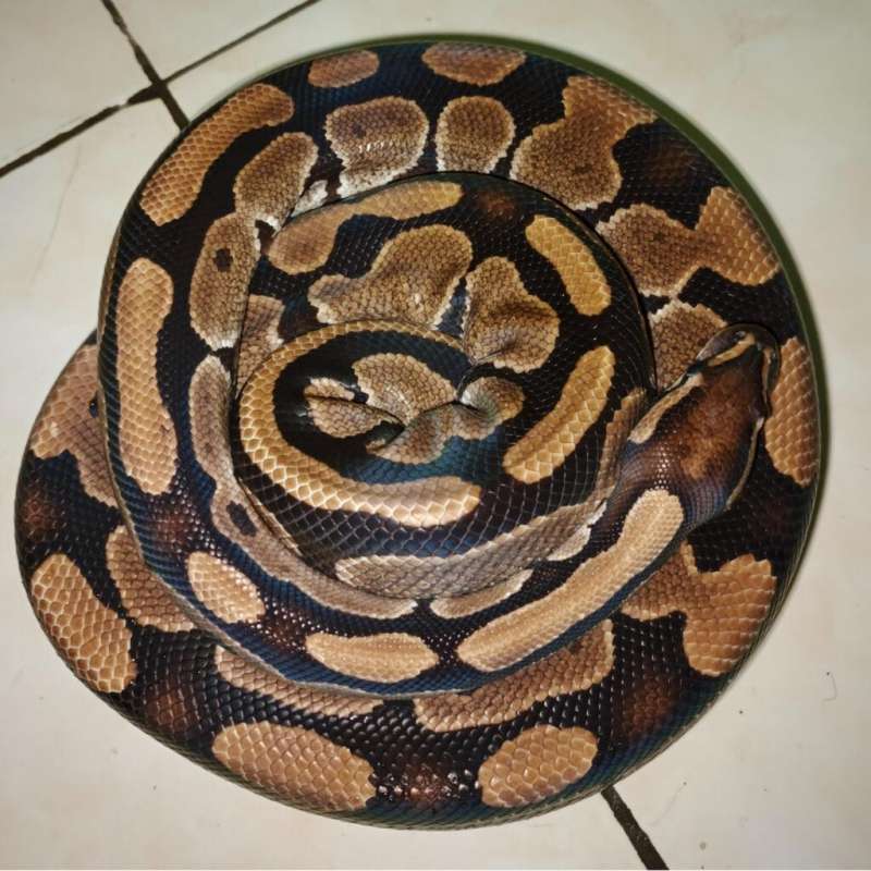 Home | Lapak Jual Beli Hewan Resmi Indonesia