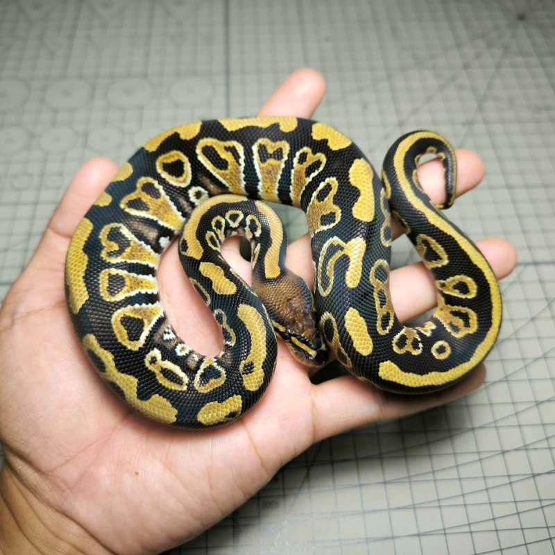 Home | Lapak Jual Beli Hewan Resmi Indonesia