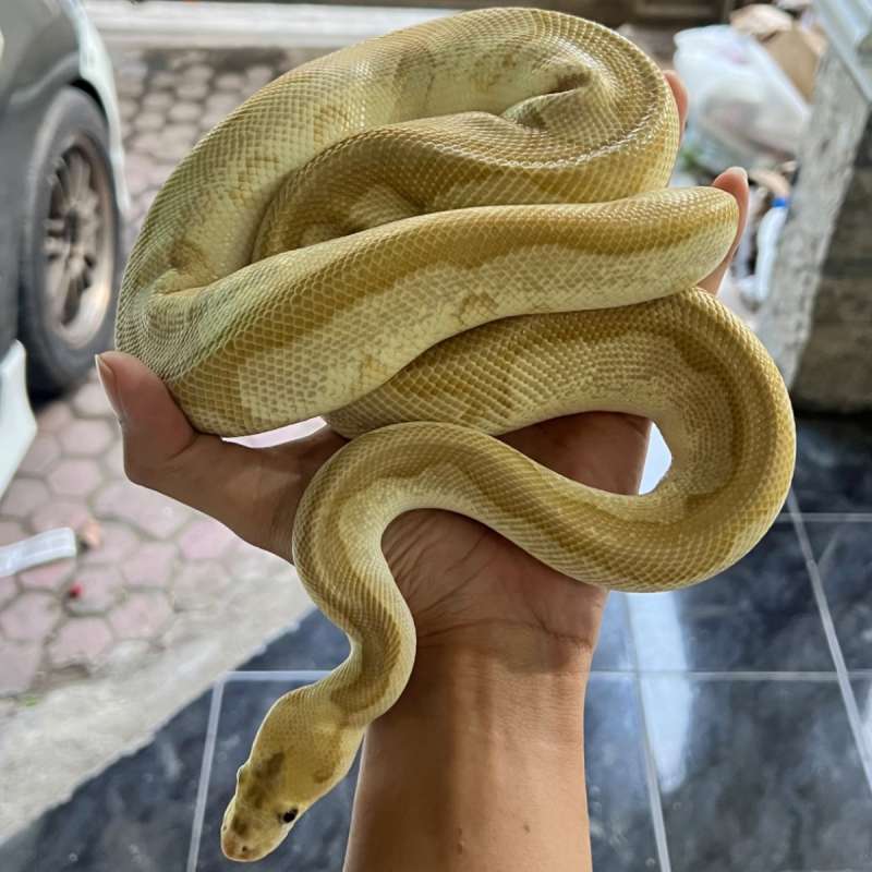 Home | Lapak Jual Beli Hewan Resmi Indonesia