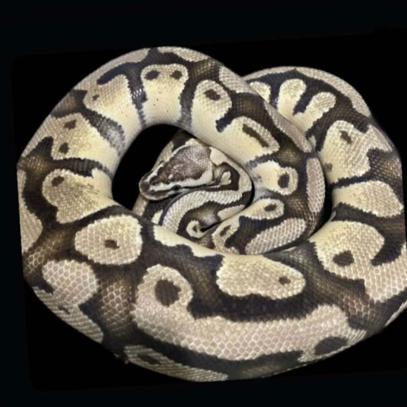 Home | Lapak Jual Beli Hewan Resmi Indonesia