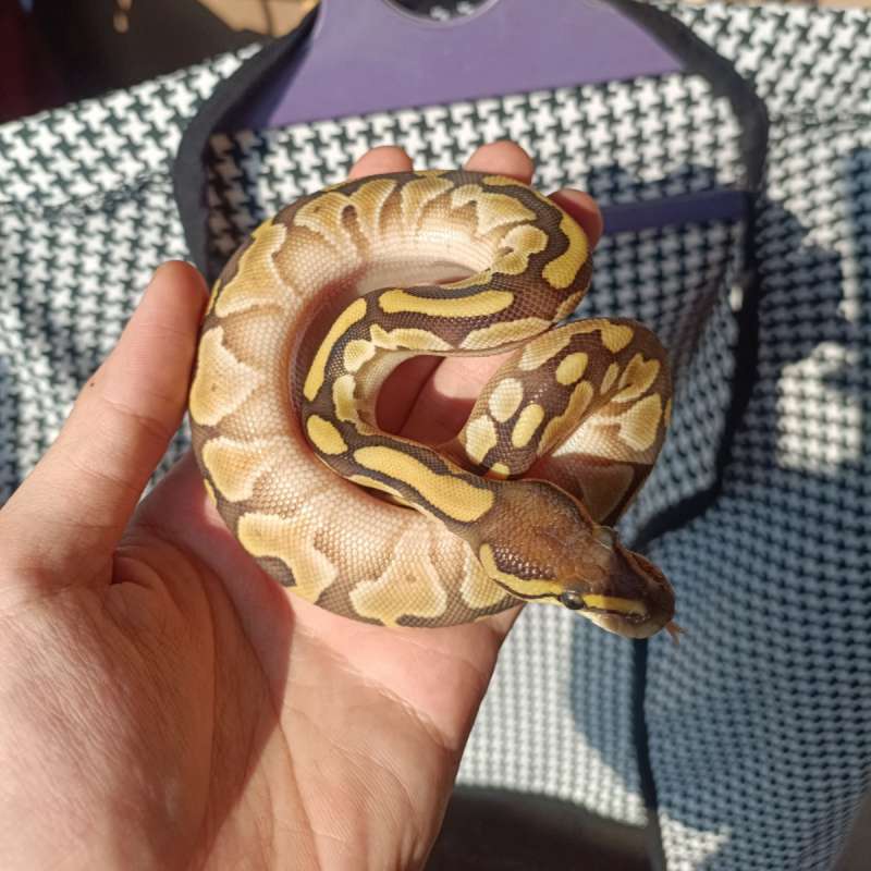 Home | Lapak Jual Beli Hewan Resmi Indonesia