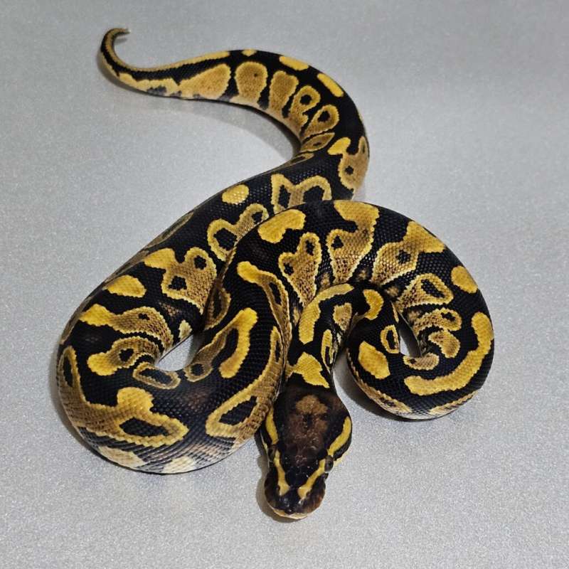 Home | Lapak Jual Beli Hewan Resmi Indonesia