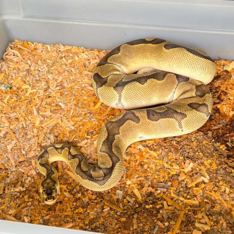 Home | Lapak Jual Beli Hewan Resmi Indonesia