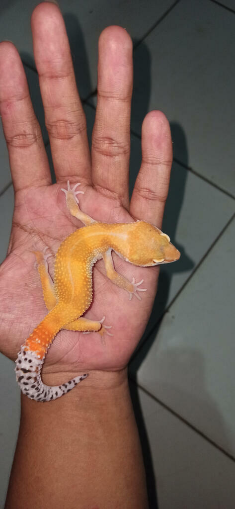 Home Lapak Jual Beli Hewan Resmi Indonesia