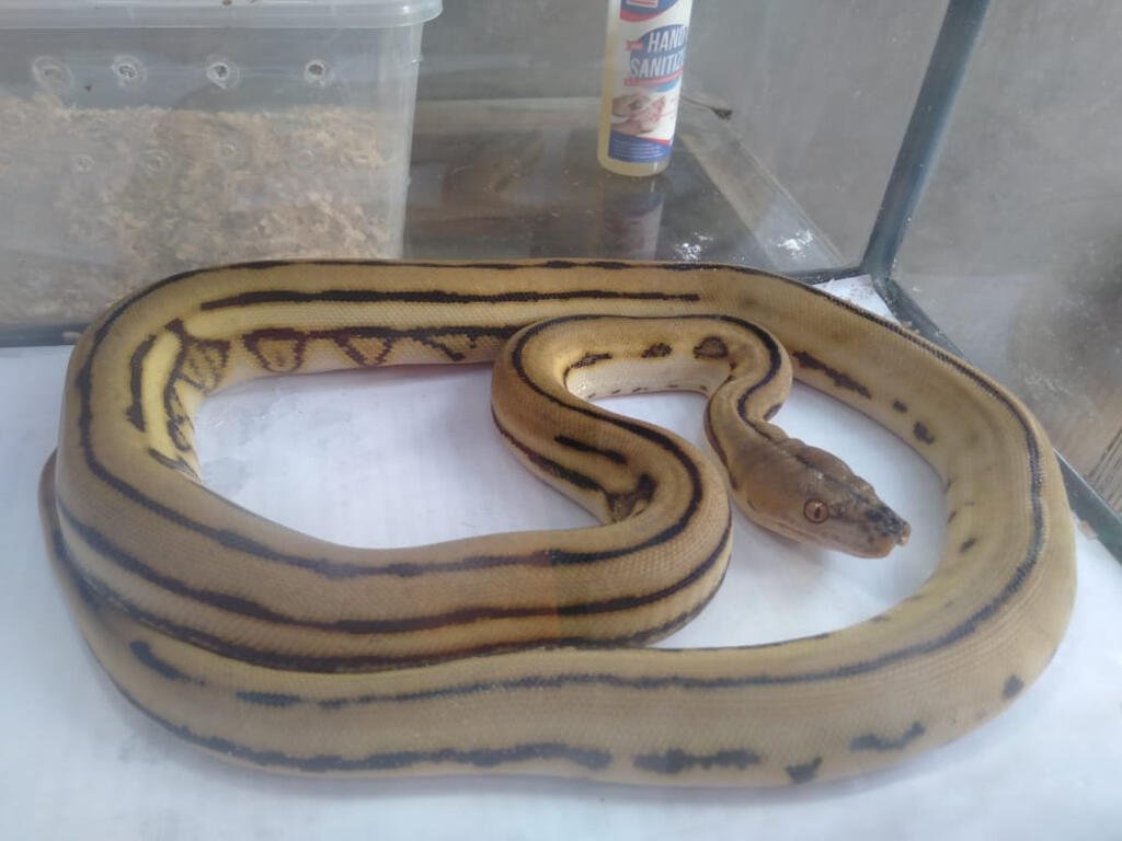 Home Lapak Jual Beli Hewan Resmi Indonesia