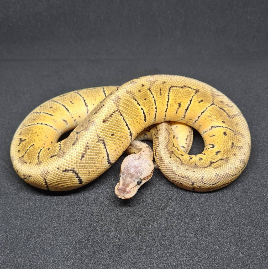 Home Lapak Jual Beli Hewan Resmi Indonesia