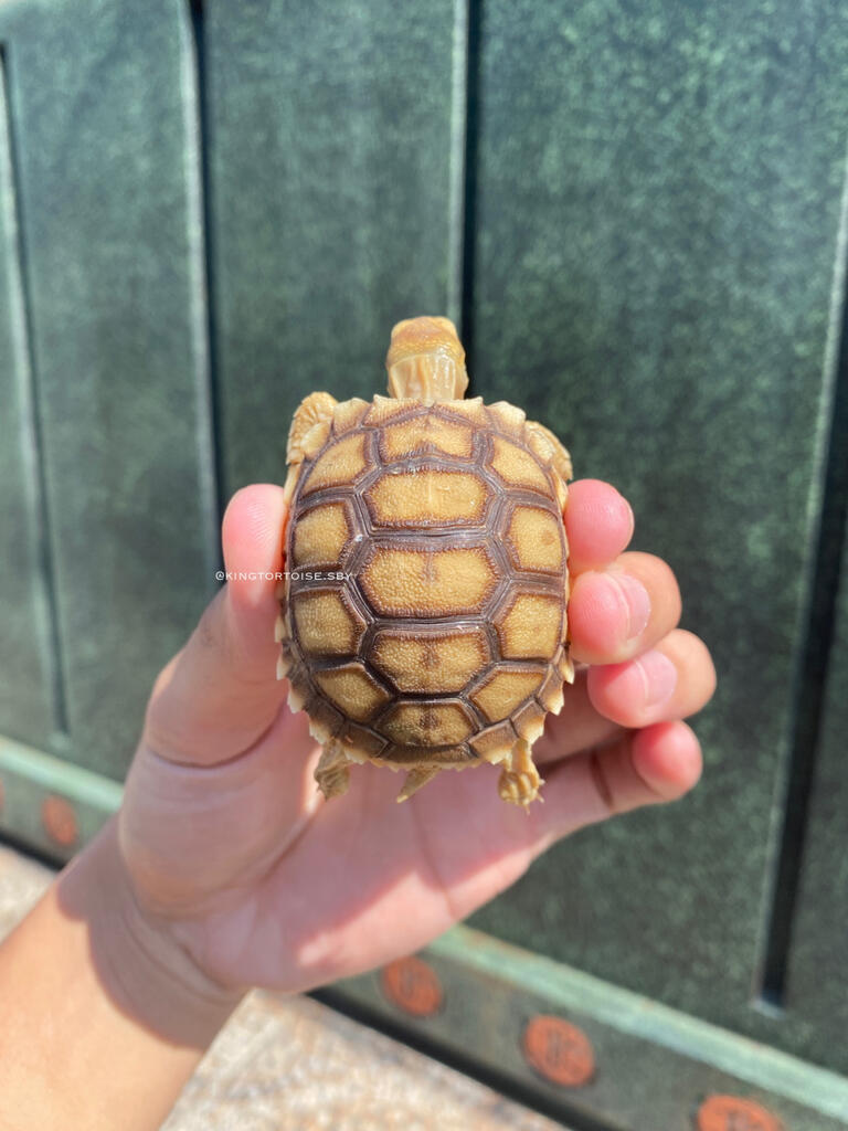 Home Lapak Jual Beli Hewan Resmi Indonesia