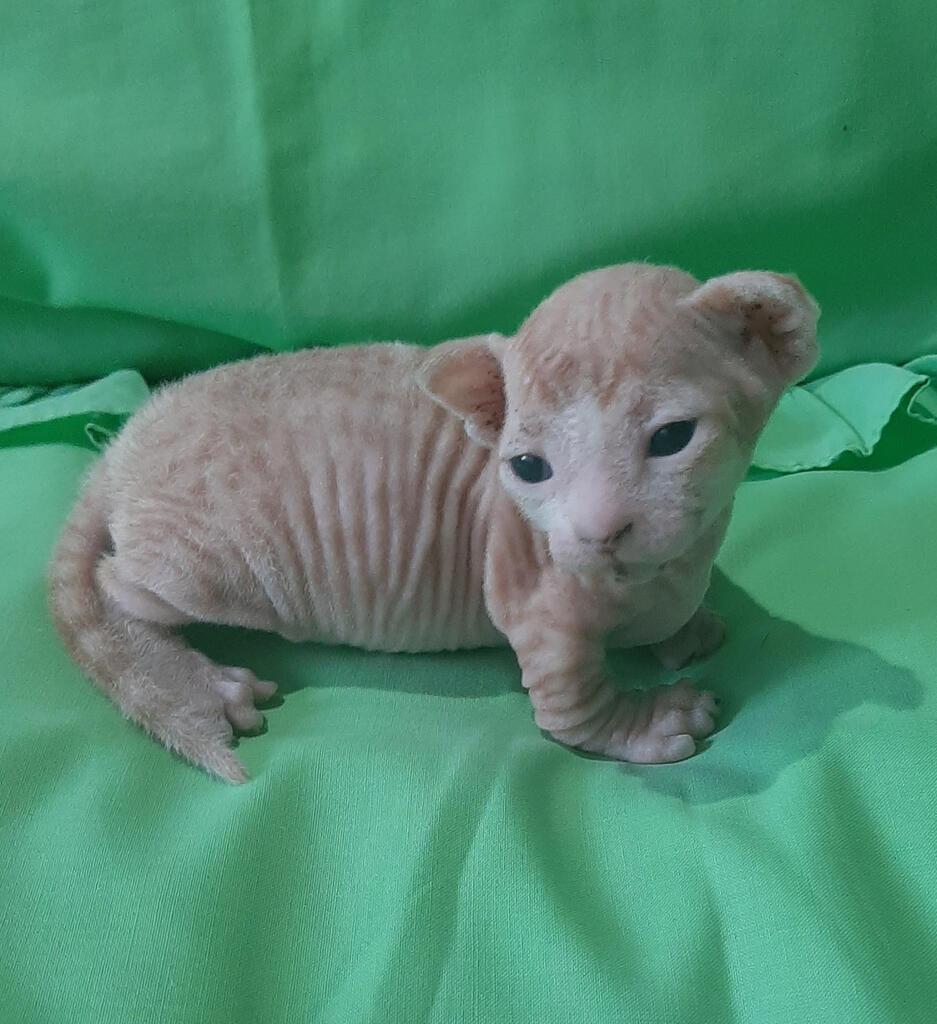 Profile Toko | Lapak Jual Beli Hewan Resmi Indonesia