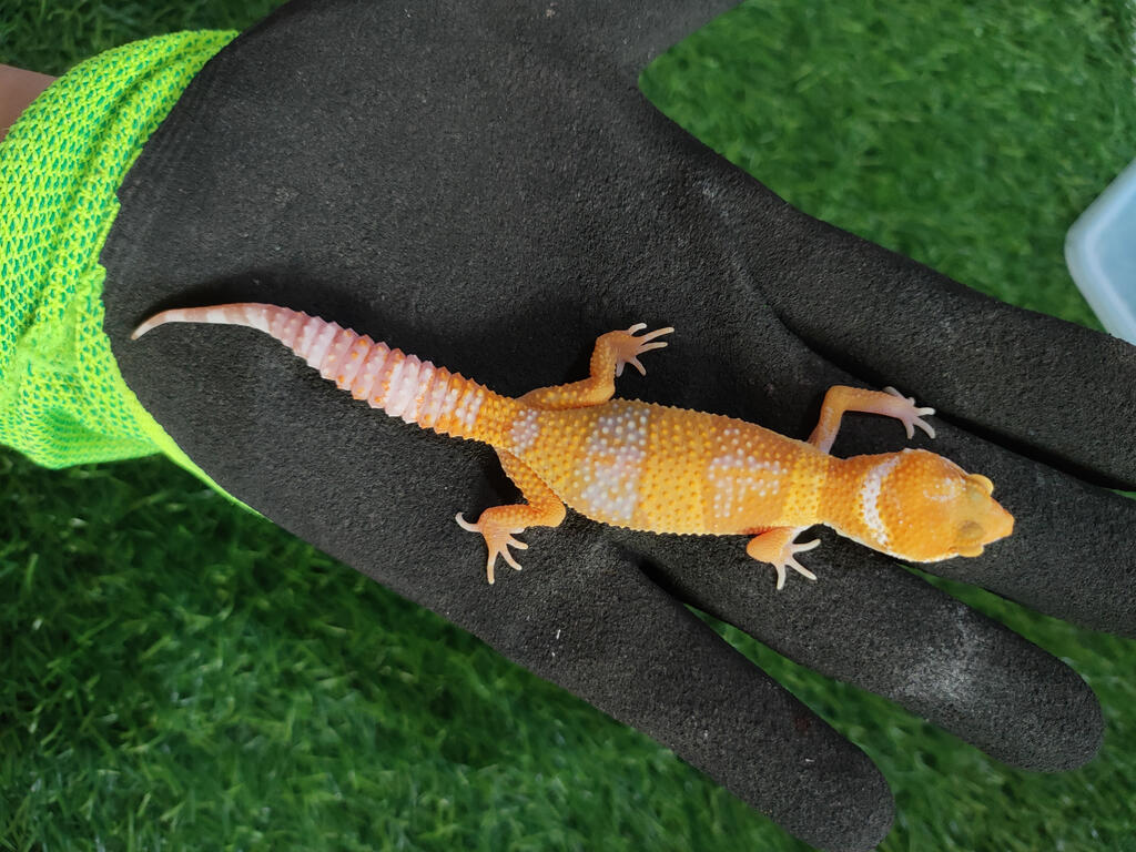 Home Lapak Jual Beli Hewan Resmi Indonesia