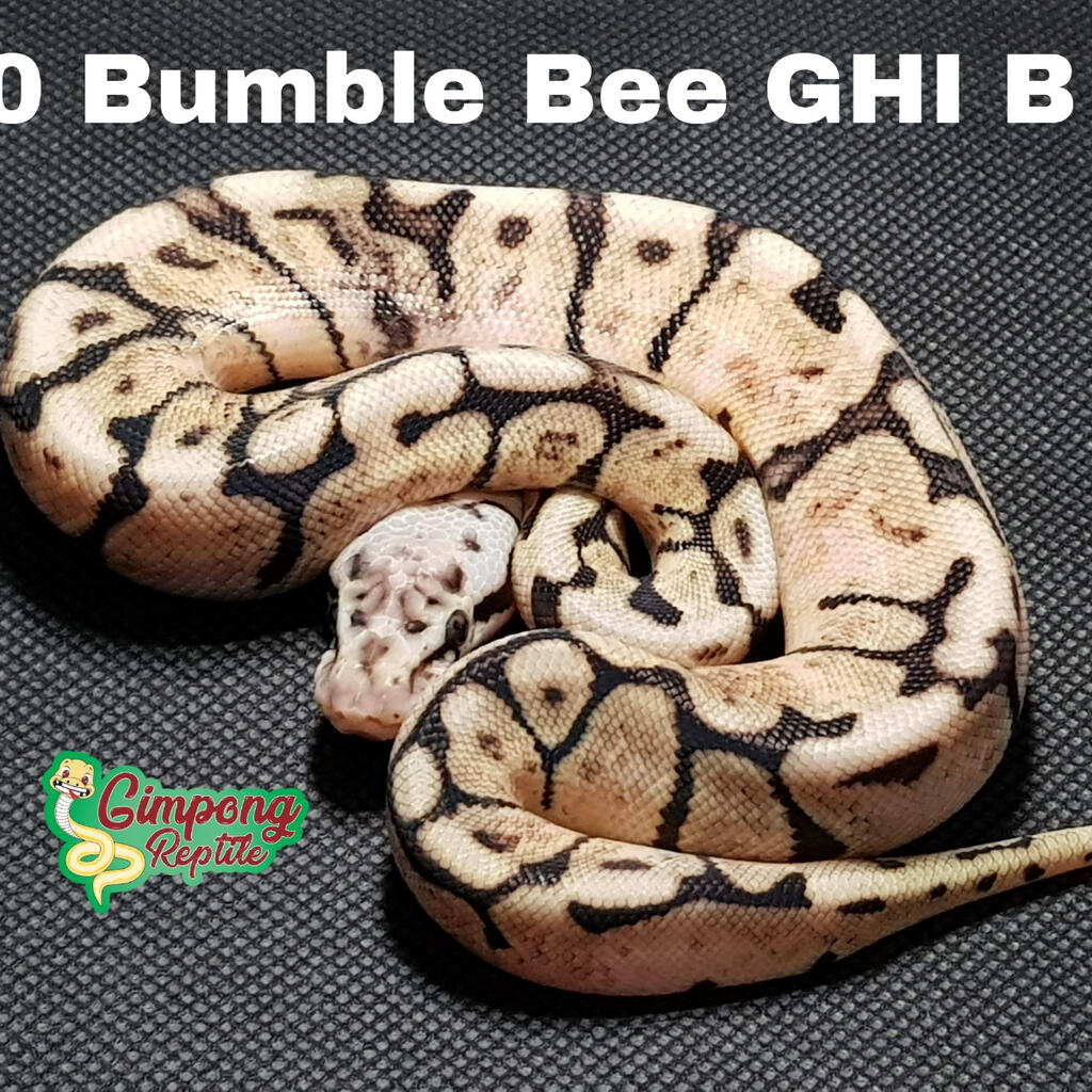 M. Bumble Bee GHI | Lapak Jual Beli Hewan Resmi Indonesia