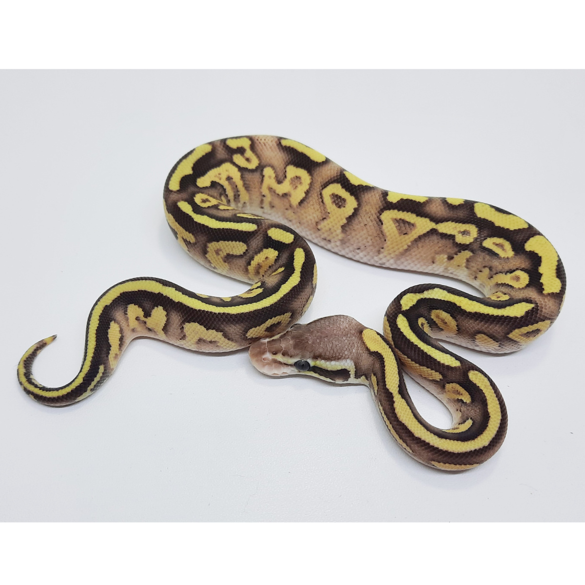 Mojave Pastel pos Fire M | Lapak Jual Beli Hewan Resmi Indonesia