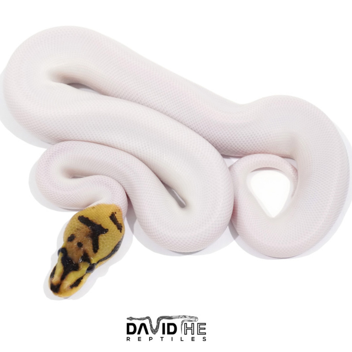 M Bumble Bee Pied het Lavender | Lapak Jual Beli Hewan Resmi Indonesia