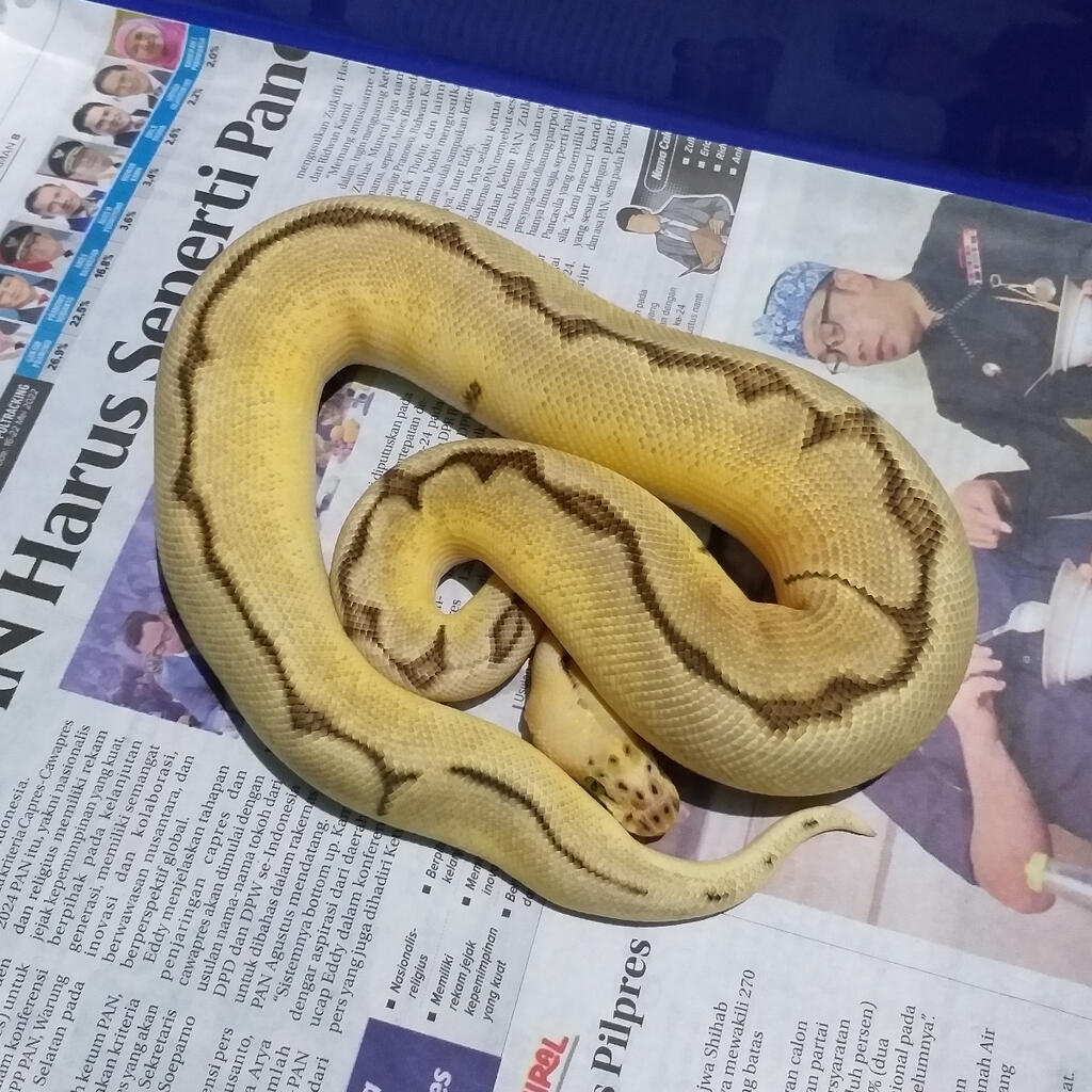 M Bumble Bee Clown | Lapak Jual Beli Hewan Resmi Indonesia