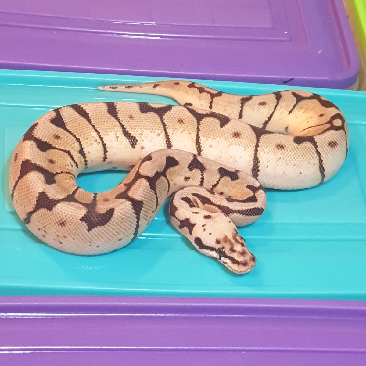 Fire Pastel Spider | Lapak Jual Beli Hewan Resmi Indonesia