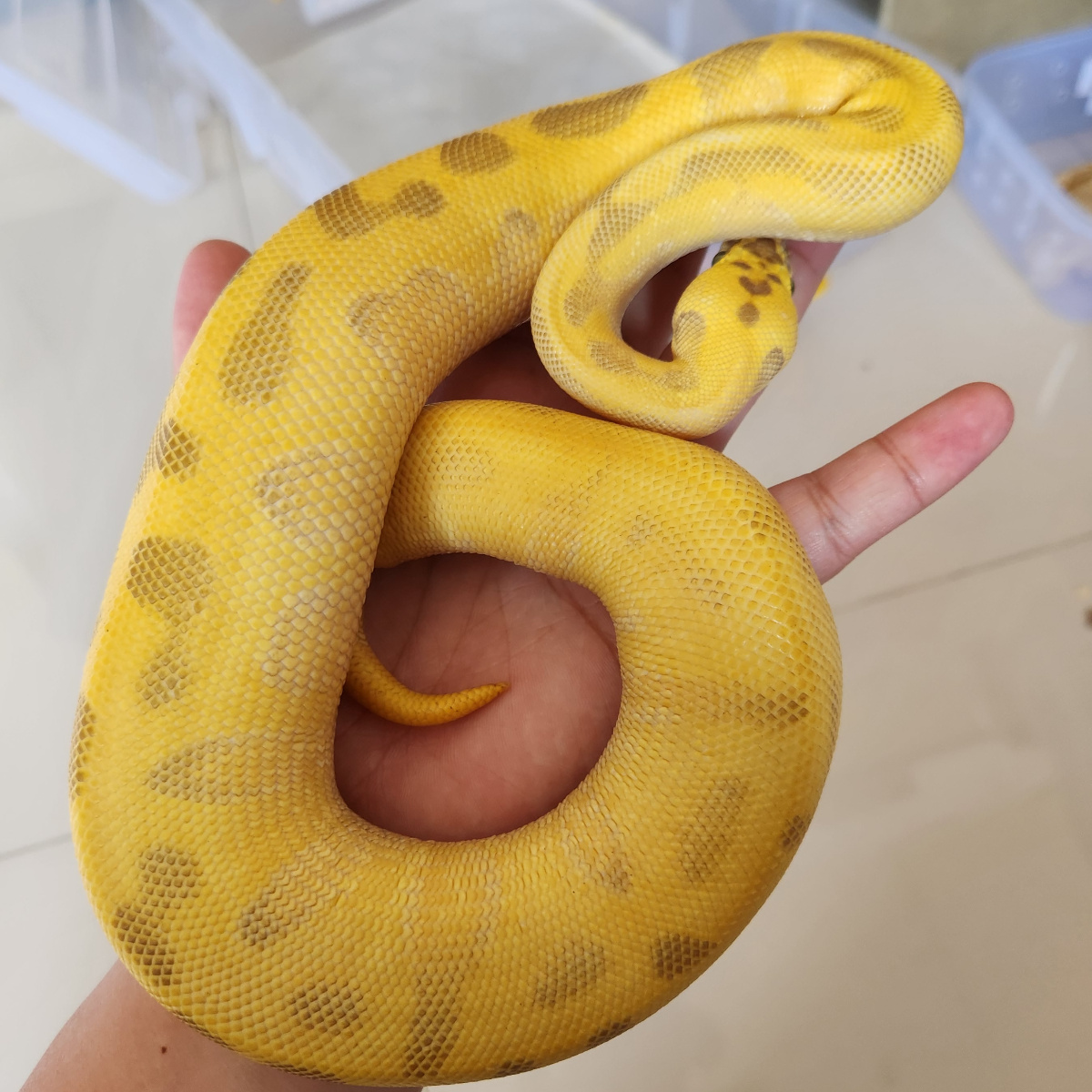 M leopard super enchi butter fire pastel | Lapak Jual Beli Hewan Resmi ...