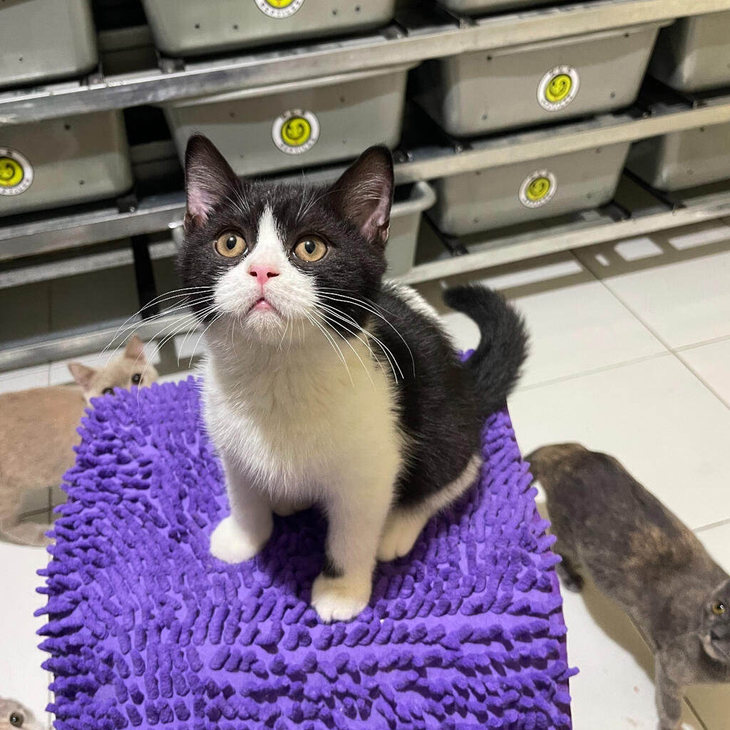 Home Lapak Jual Beli Hewan Resmi Indonesia